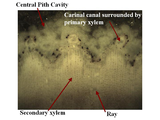 Anatomy: Calamites Xylem